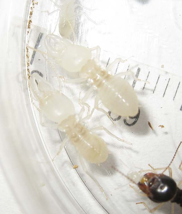 Photos and Info on Ants and Termites of Malaysia: Macrotermes Carbonarius