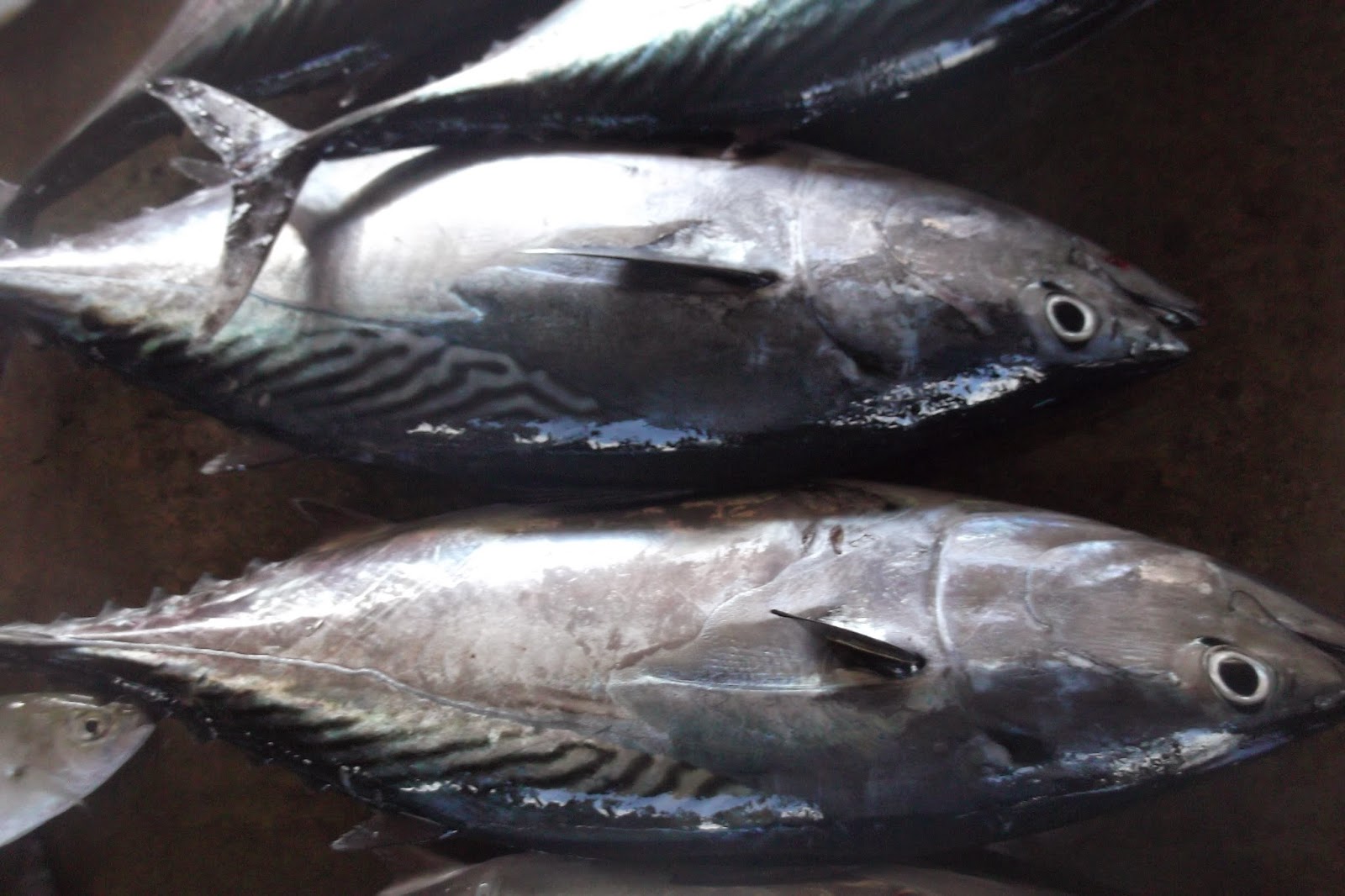 NEGOMBO SEAFOODS: ATAWALLA