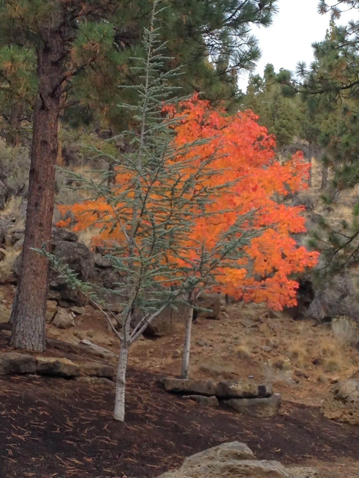 Carlseng Designs: Fall Colors in Central Oregon