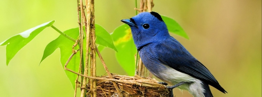 Bird Facebook Covers - Học tiếng nhật, java và mọi thứ