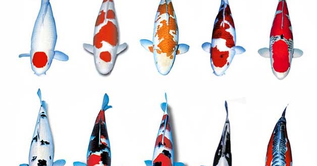 Jenis Ikan Koi -Varietas dan Klasifikasinya