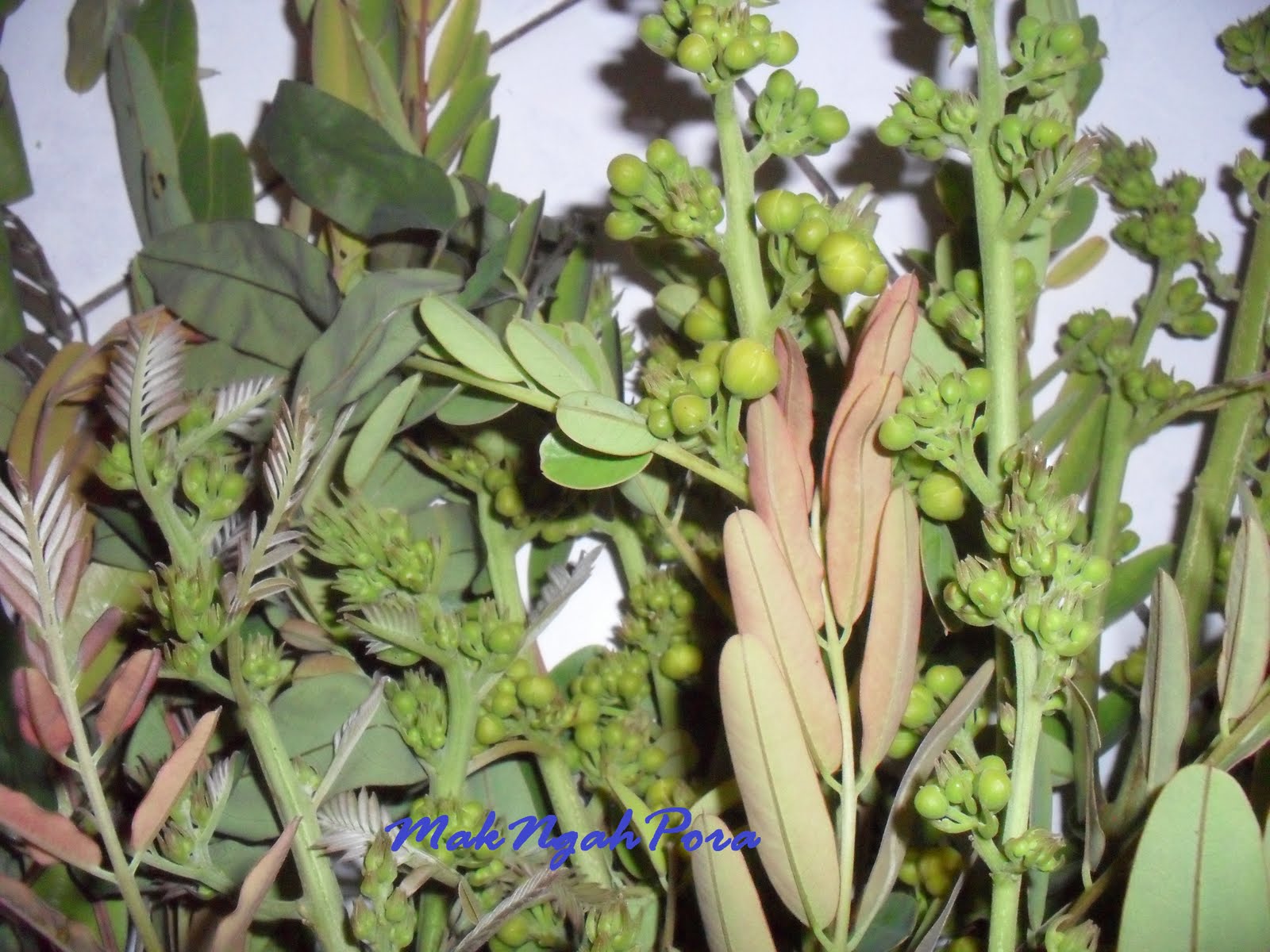 15+ Keren Abis Gambar Bunga Johar