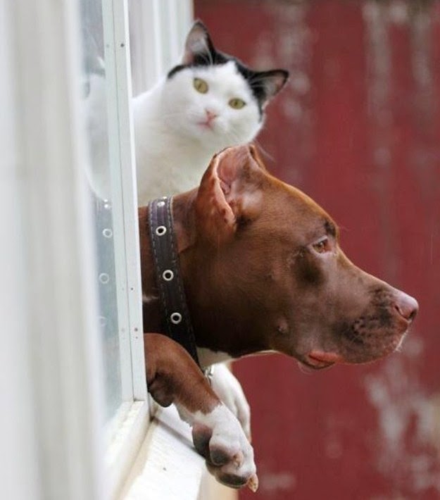 Koleksi Foto Lucu dan Unik Terbaru | Deloiz Wallpaper