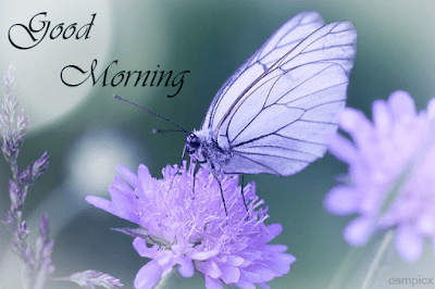 120+ Good Morning Images HD | Butterfly Morning Wishes, Quotes ...