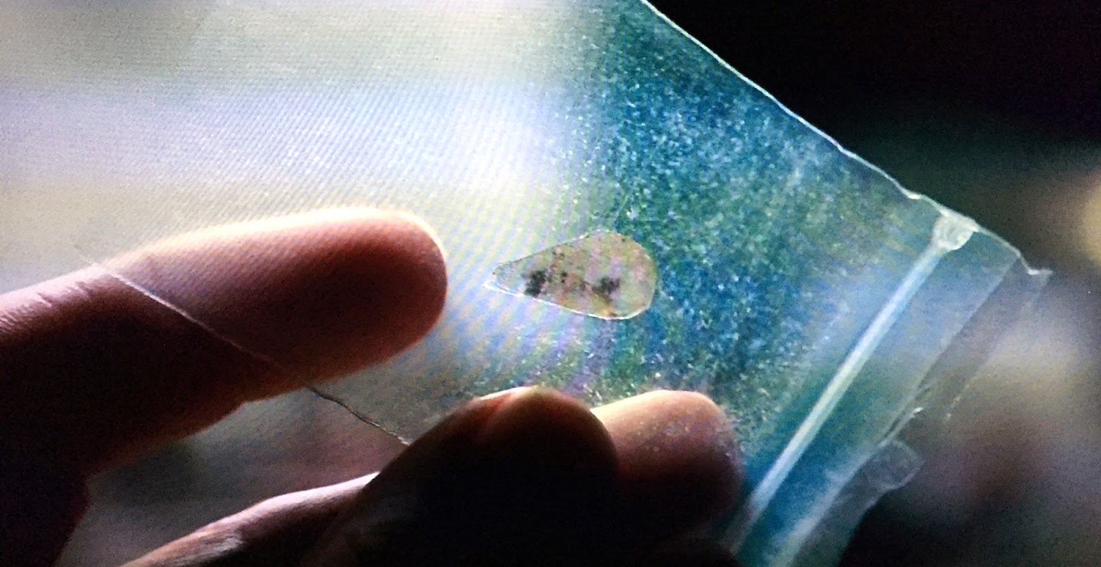 Blade Runner Zhora Polaroid Photo and Snake Scale in evidence bag Prop ...