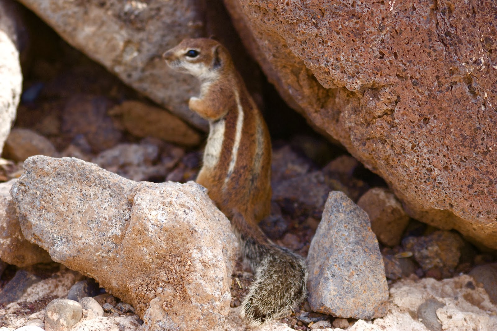 travellerka: Pręgowiec Berberyjski