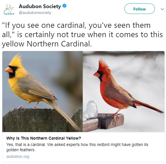Earth and Space News: North American Yellow Cardinal Morphs of Red ...