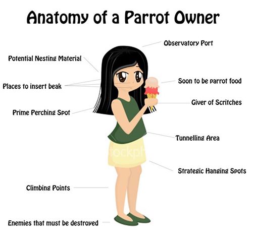 Sun Conure Flapout Blog: Anatomy of a Parrot Owner!