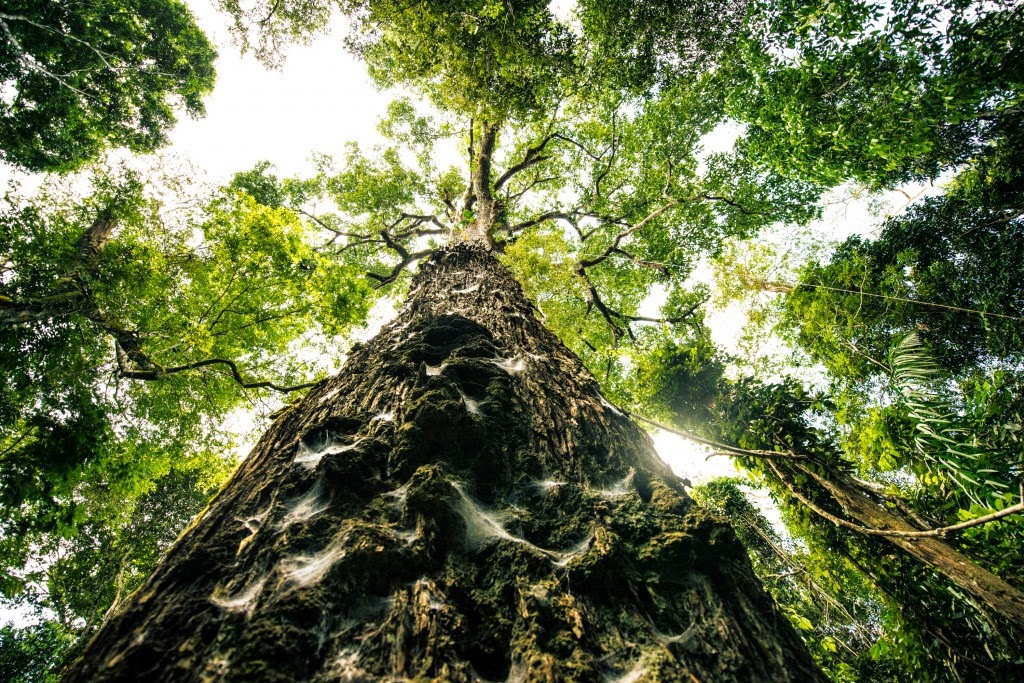 Floresta Amazônica: Biodiversidade da Floresta Amazônica