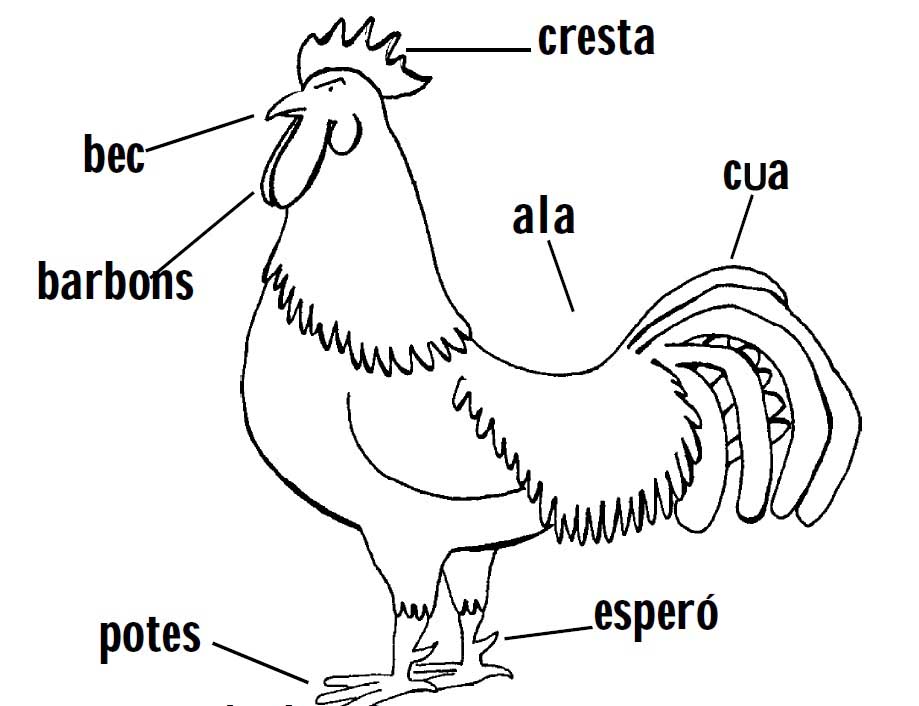 ullsdepoll: Característiques físiques i diferències