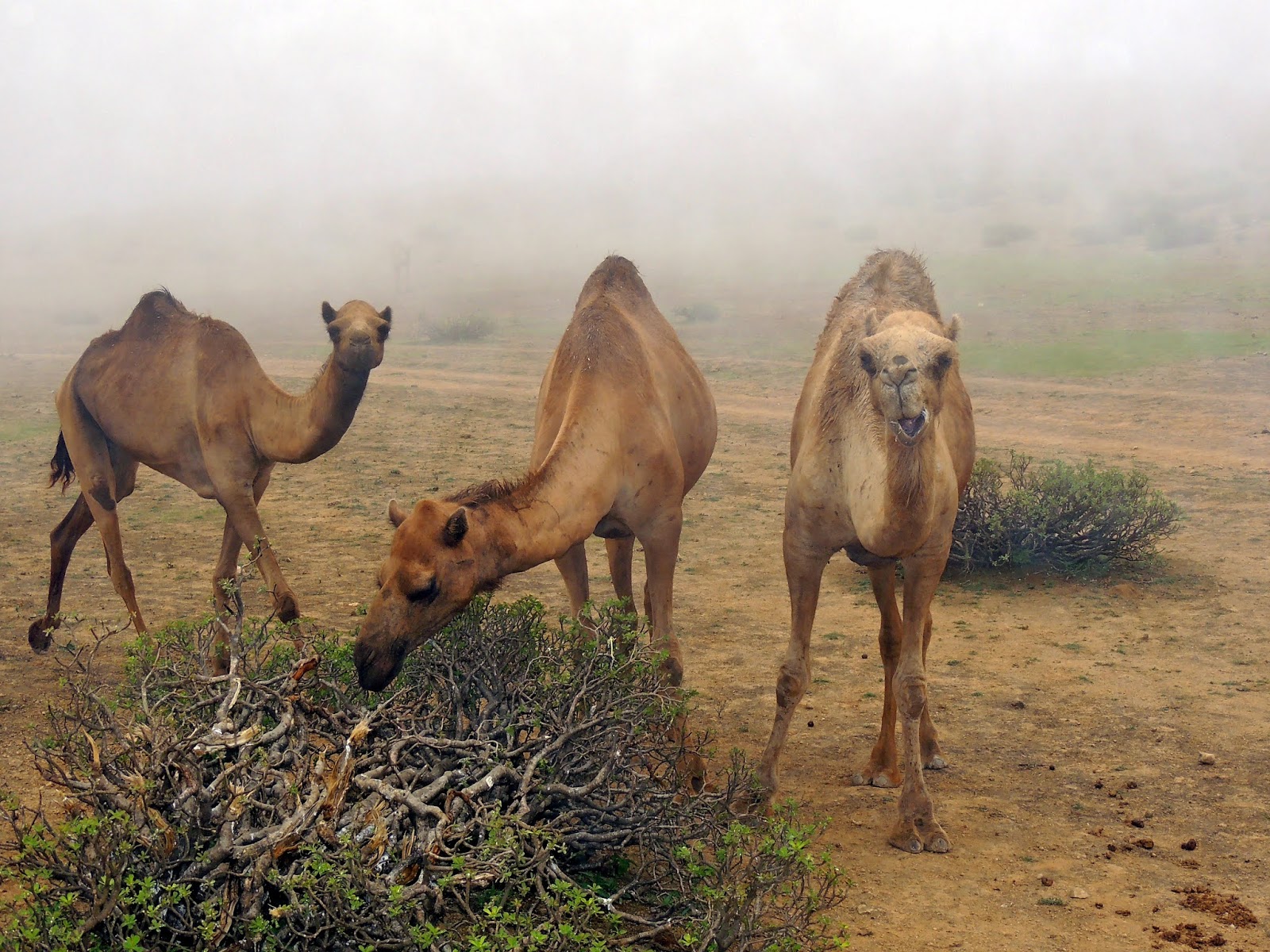 Salalah - Dhofar region in Sultanate of Oman: Dhalkut - Salalah ...