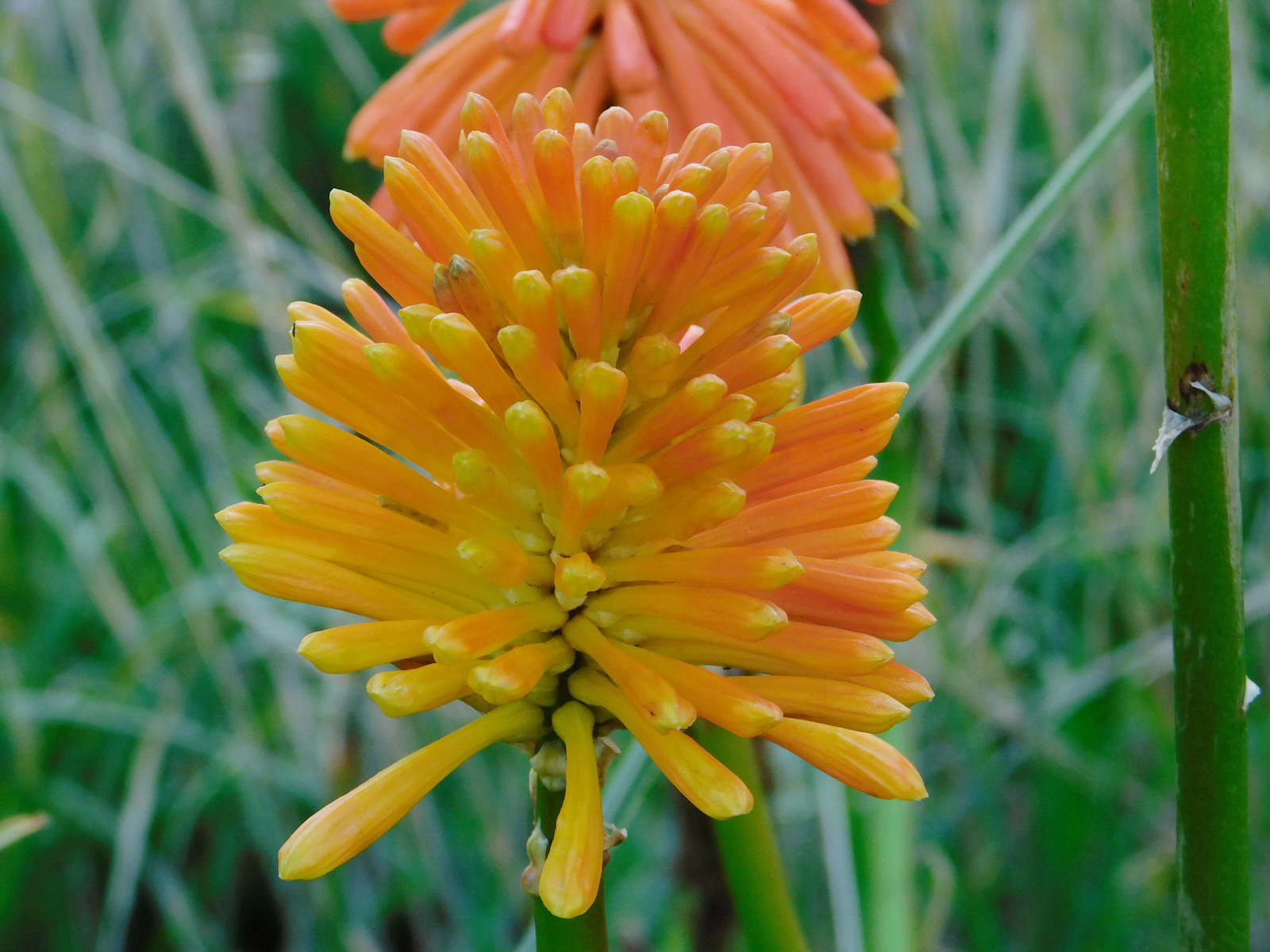 LA MULTI ANI, ROMANIA!: Flori portocalii
