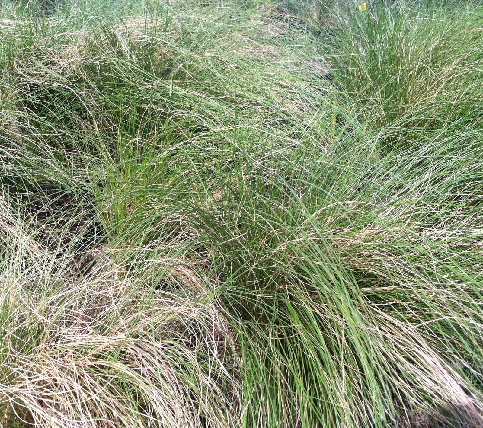 Landscape Design Guru: February 2014
