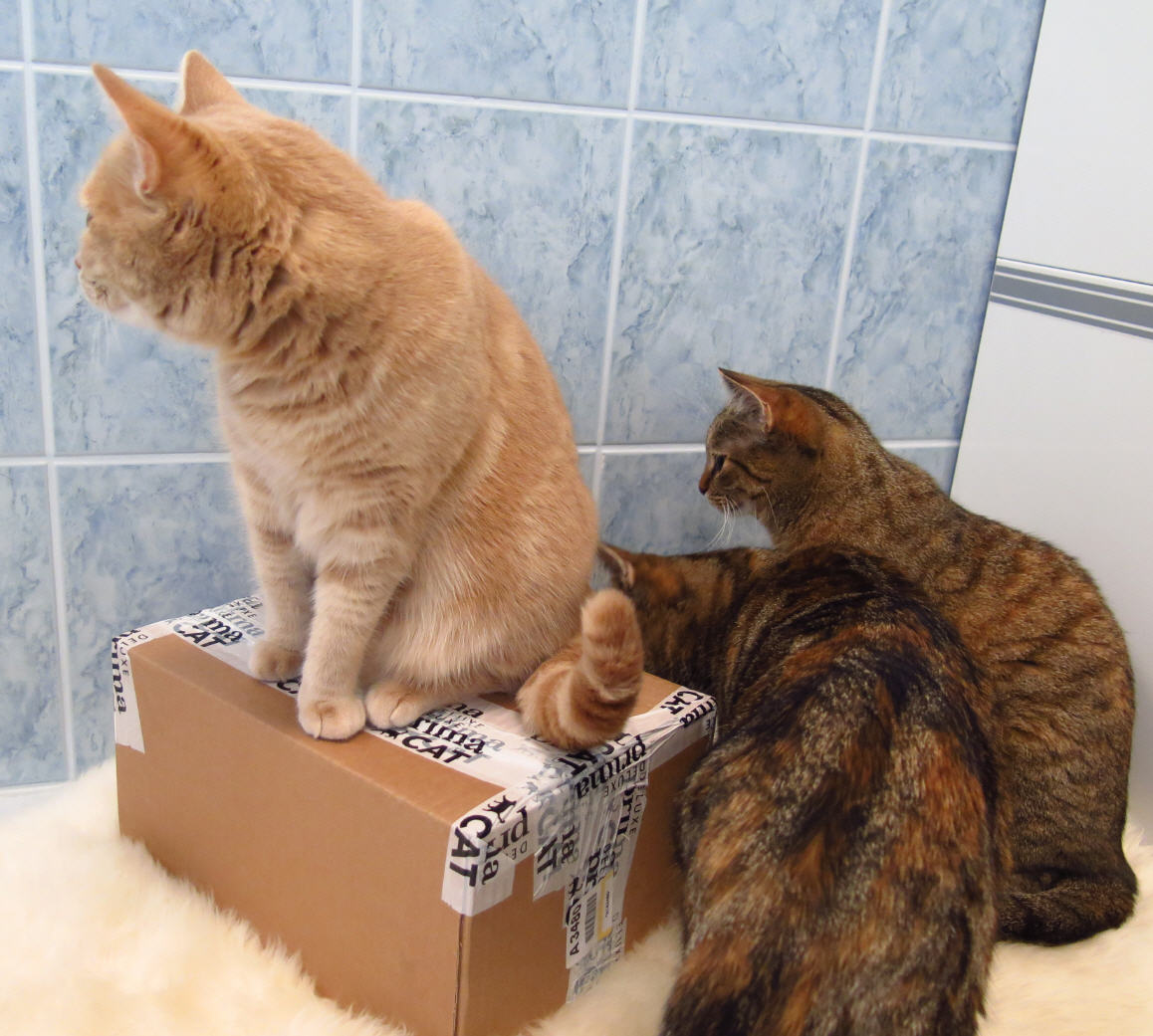 Kiskatit: Postipaketti