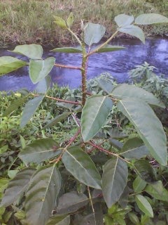 Pengalaman Saat Anak Terkena Cacar Air