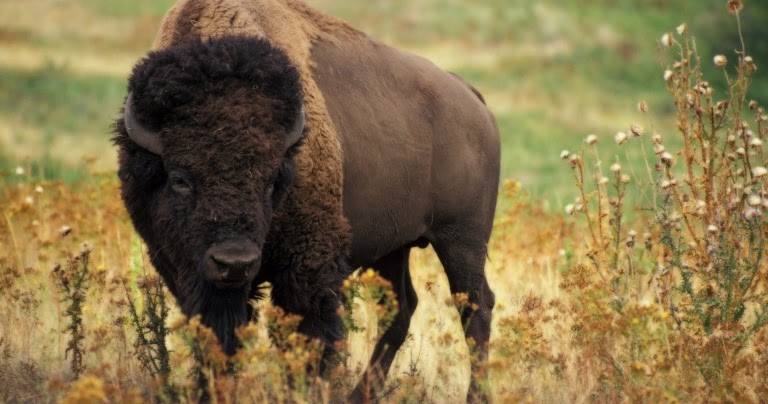 Walking With Ancestors: When Buffalo Brother Visits