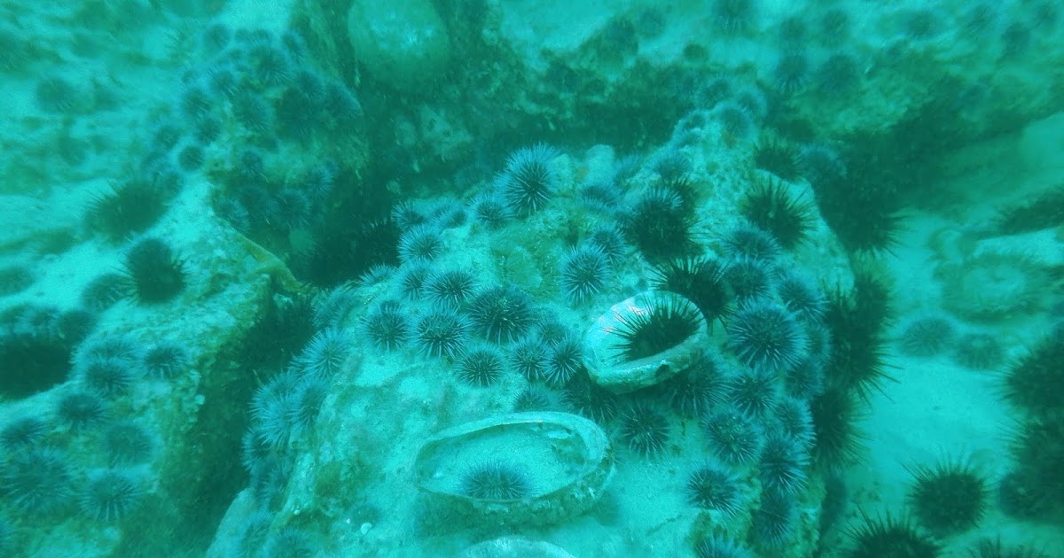 UNIDIVA: Stressed ecosystem