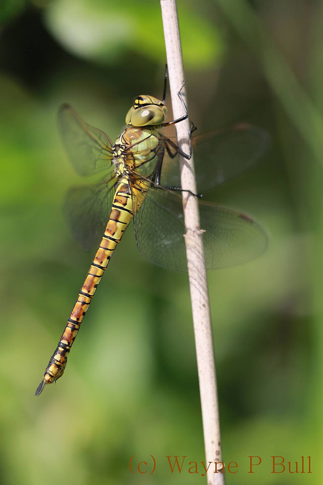 Oxon Dragonflies: Southern Migrant Hawker - Otmoor 22 June
