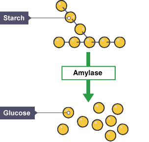 IGCSE Biology 2017: 2.29: Understand the Role of Digestive Enzymes ...