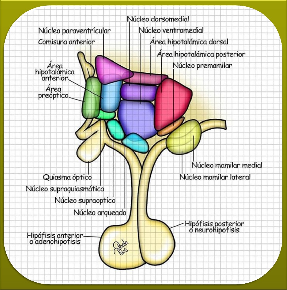 Hipotálamo ~ Biopsicosalud