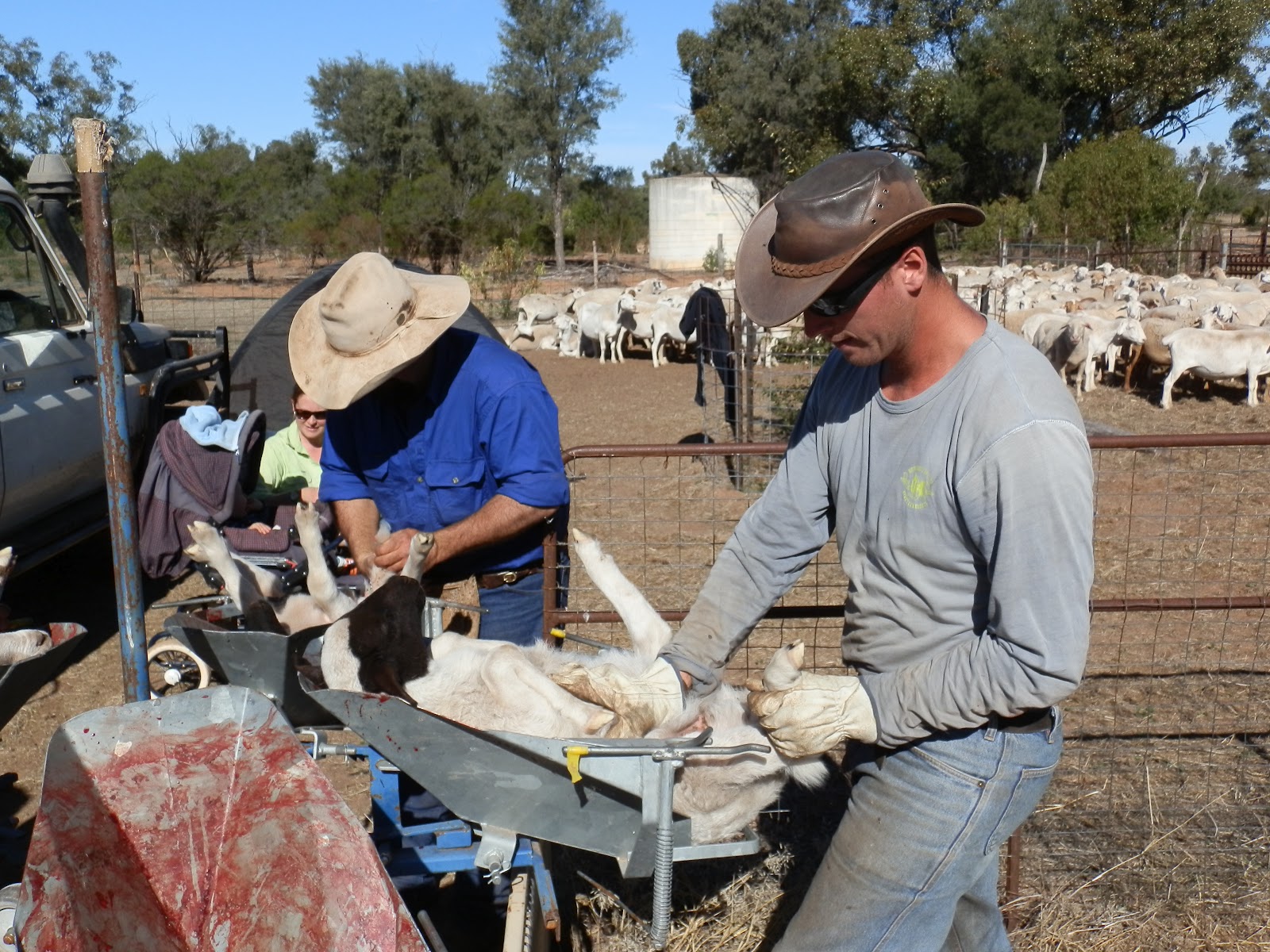 Erik en Sanne: Australie - Musteren en markeren van lammetjes