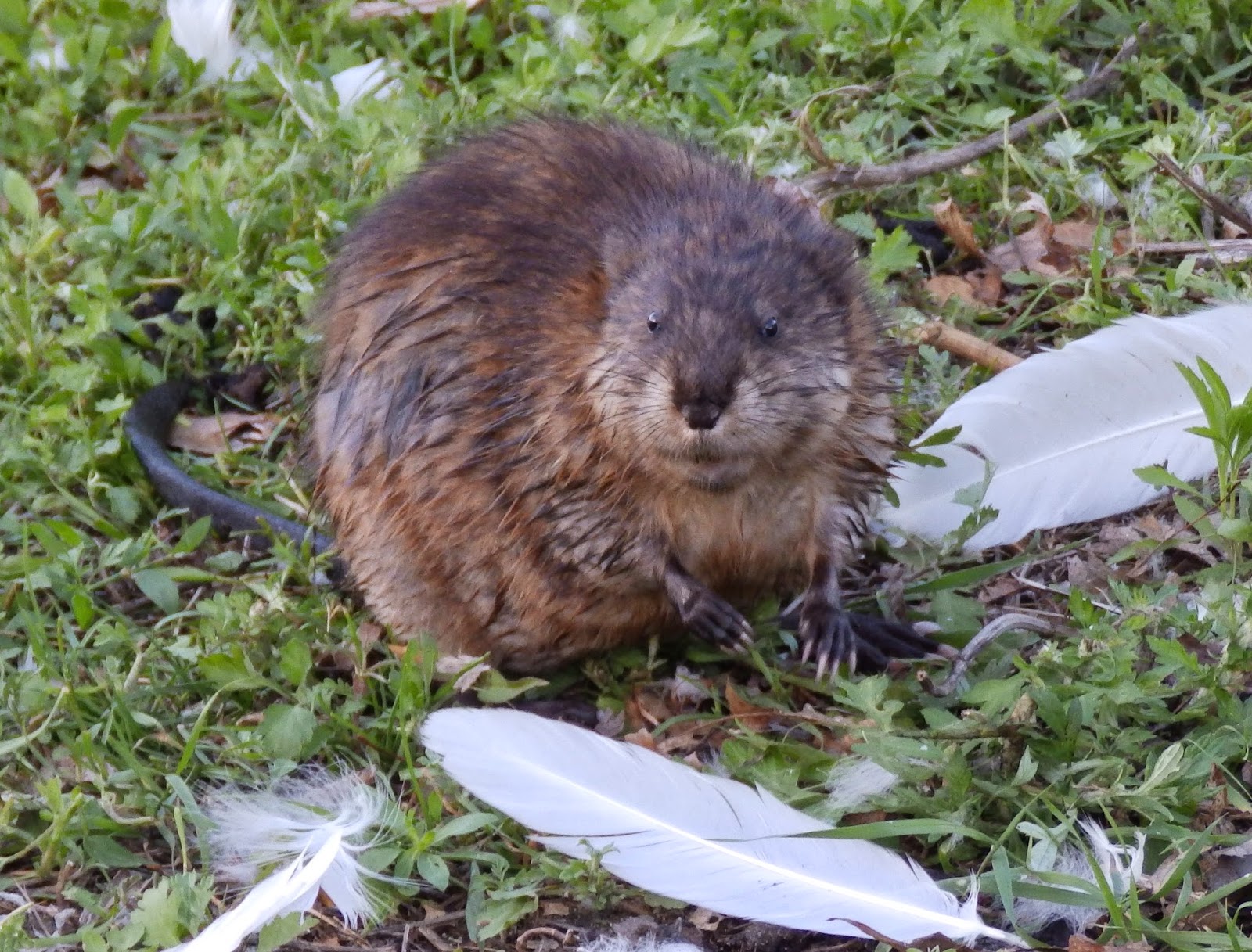 Sister Sarah's Excellent Adventure: muskrat love
