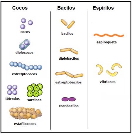 Microbiologia: Clasificacion de las Bacterias