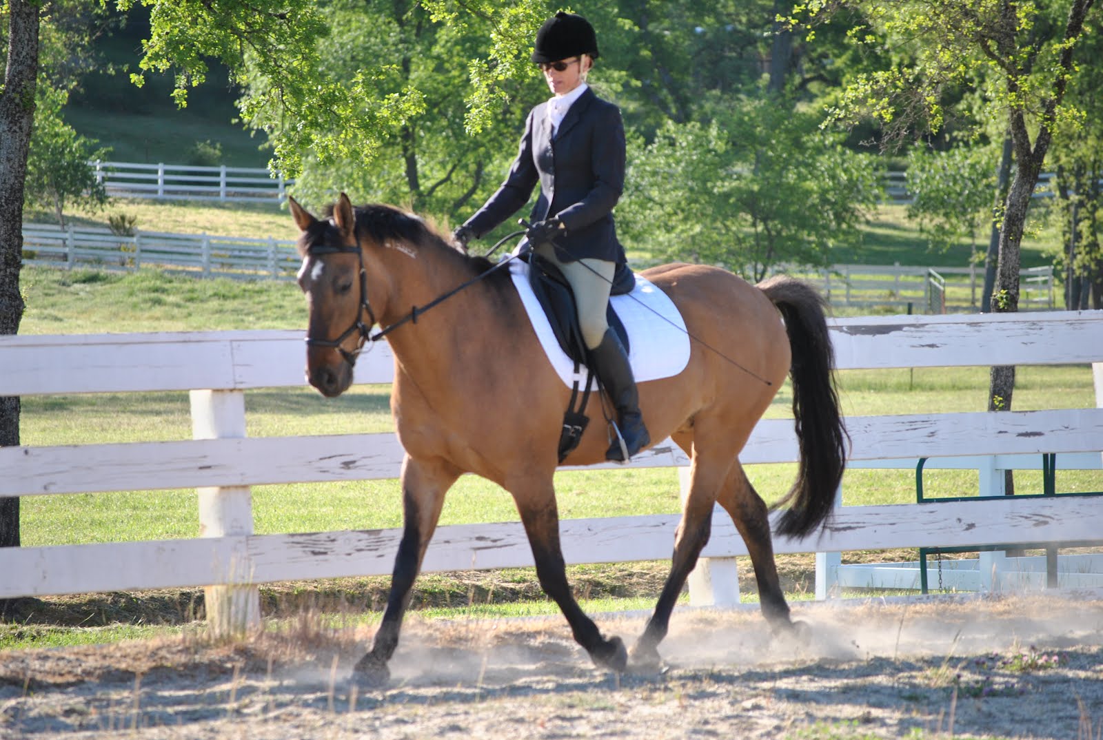 Mustang Adventures: First dressage show and two blue ribbons!