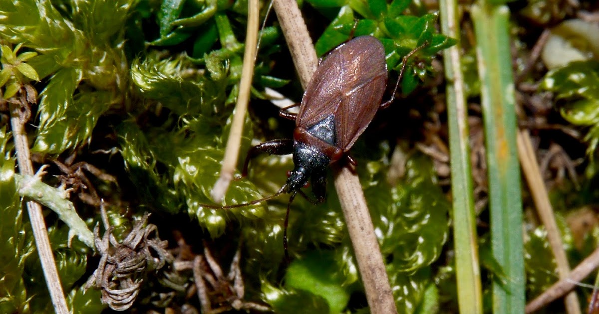 Northwest Norfolk Naturalists: Pine-cone Bug