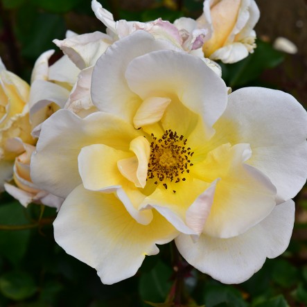 Out of Phase: Old Roses Renamed - the Cis Binary Rosarian