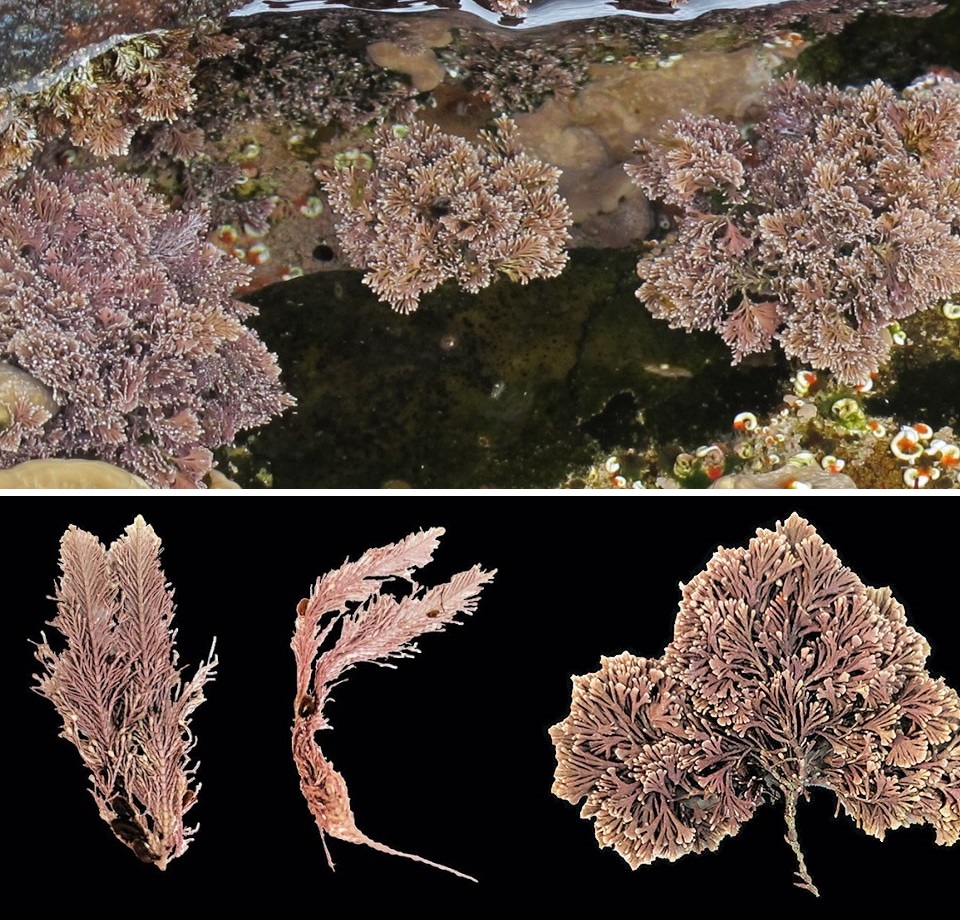 Species New to Science: [Phycology • 2020] Corallina (Corallinales ...