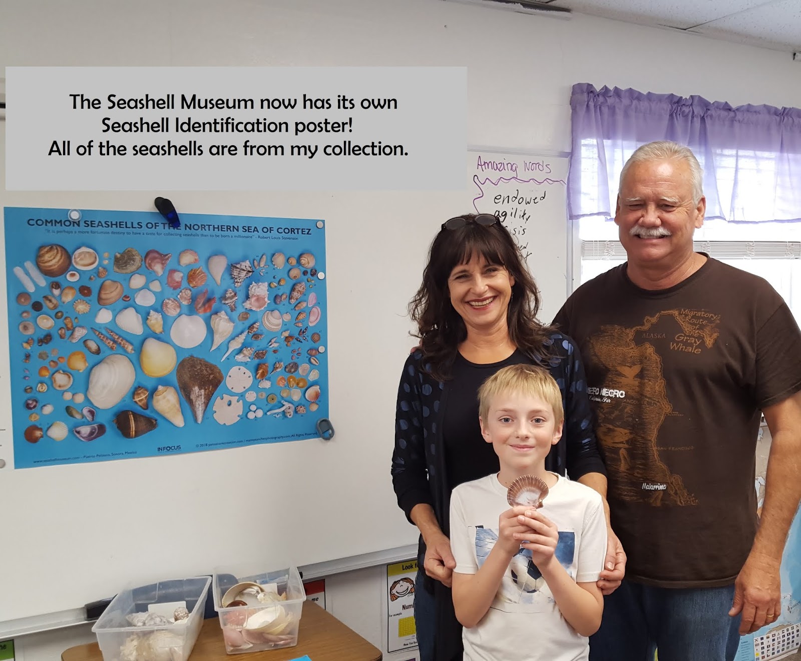 SeaShell Museum: SeaShell Museum Story