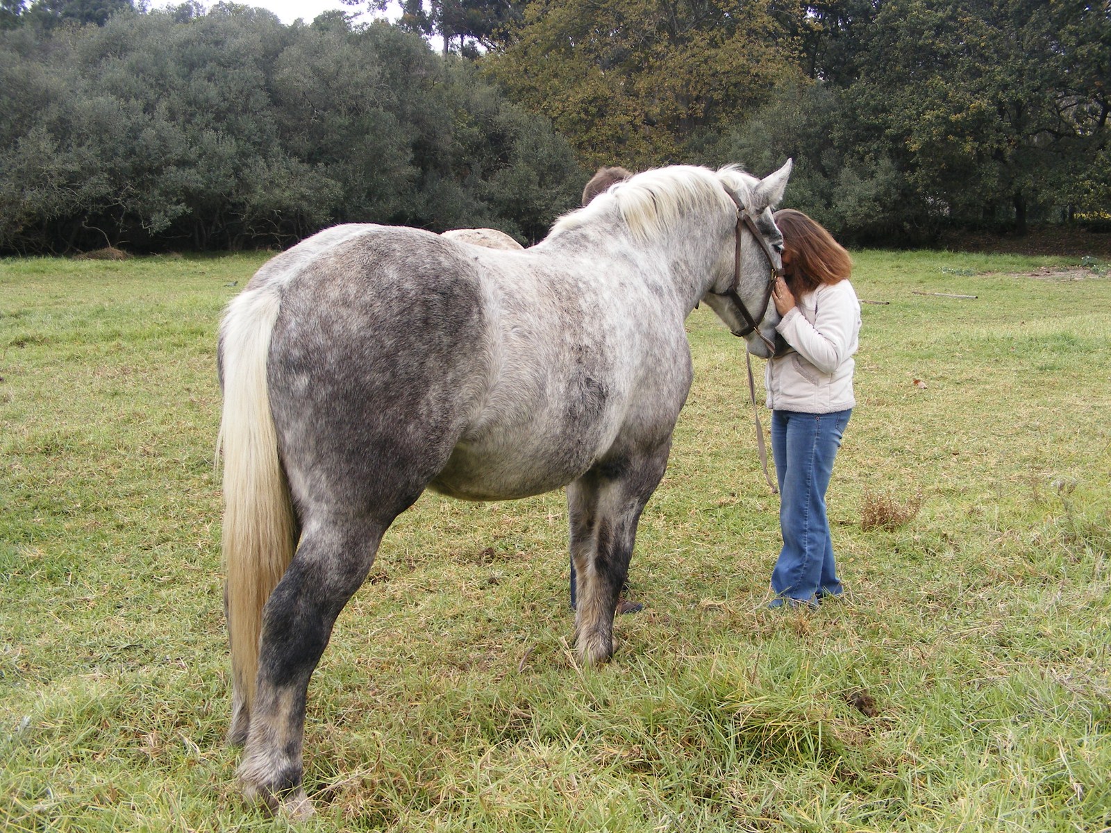 Summerwind Percheron: Percherons In The Cape ~ With Louis & Celeste ...