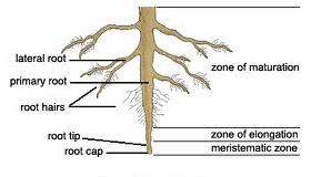 Cempedak | Benefits For Better Life - FRUITS
