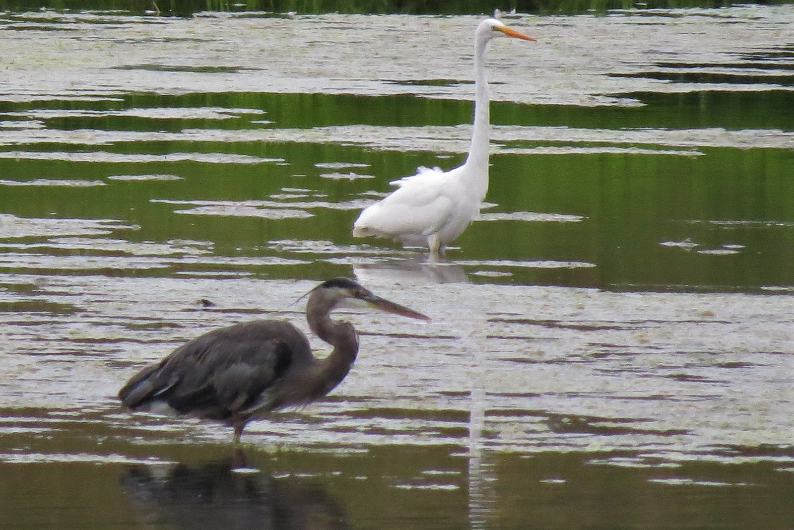 Some Elegant Wading Birds | wallpaper hd nature flower