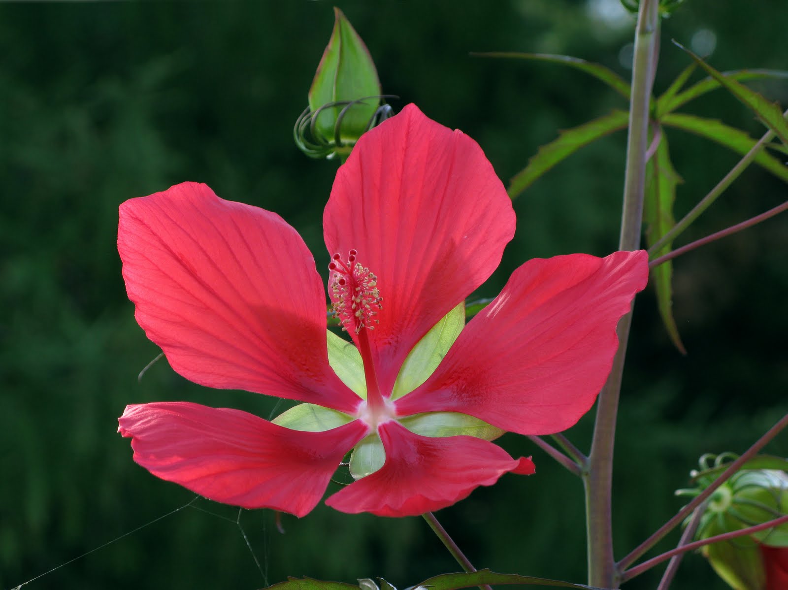 Flores y Palabras: Hibiscus coccineus