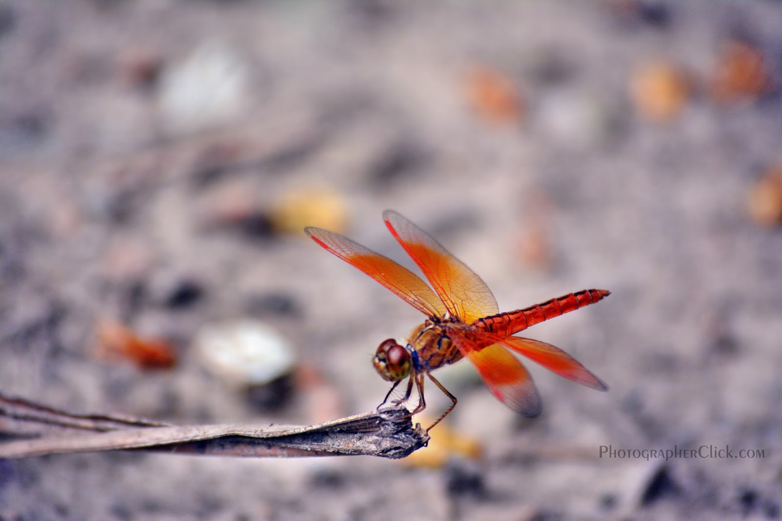 A Beautiful Dragonfly