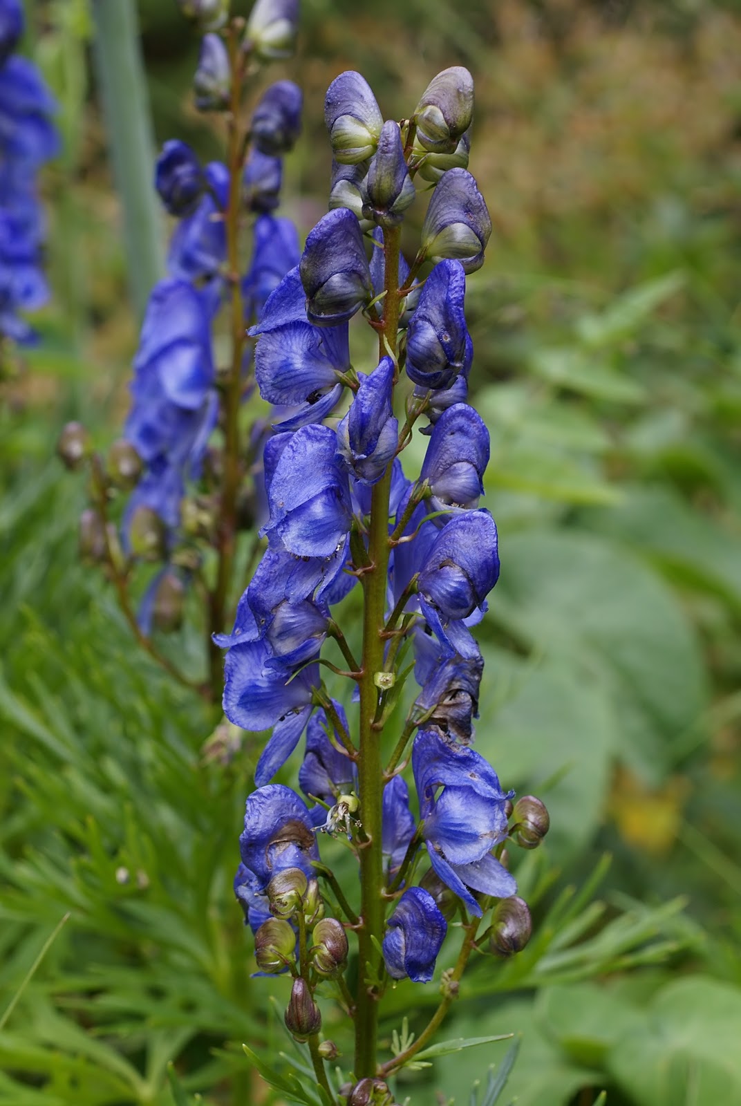 ACÓNITO Aconitum napellus : El Mundo y sus Plantas