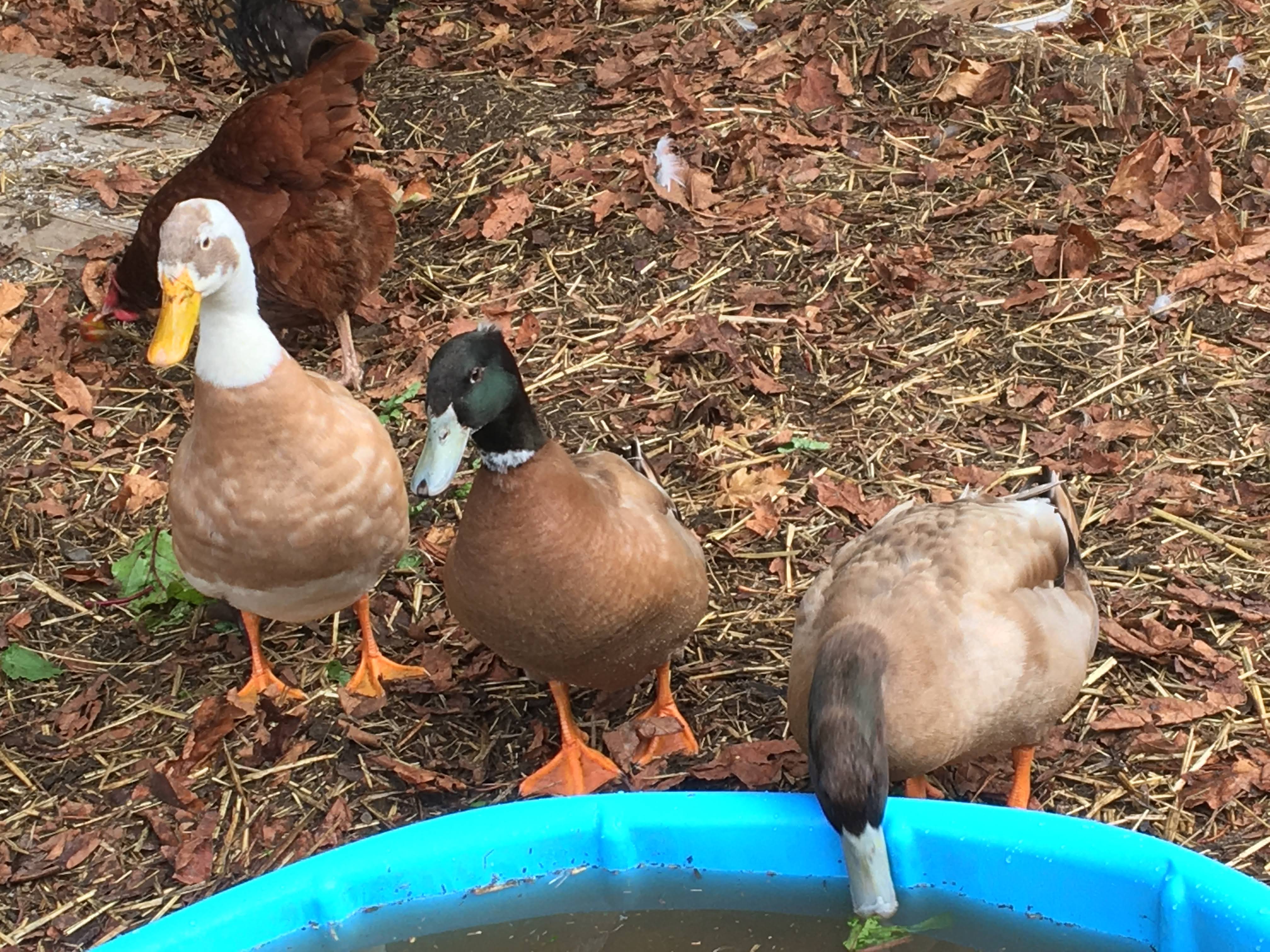 Are They ALL Male Ducks? Duck Gender Demystified