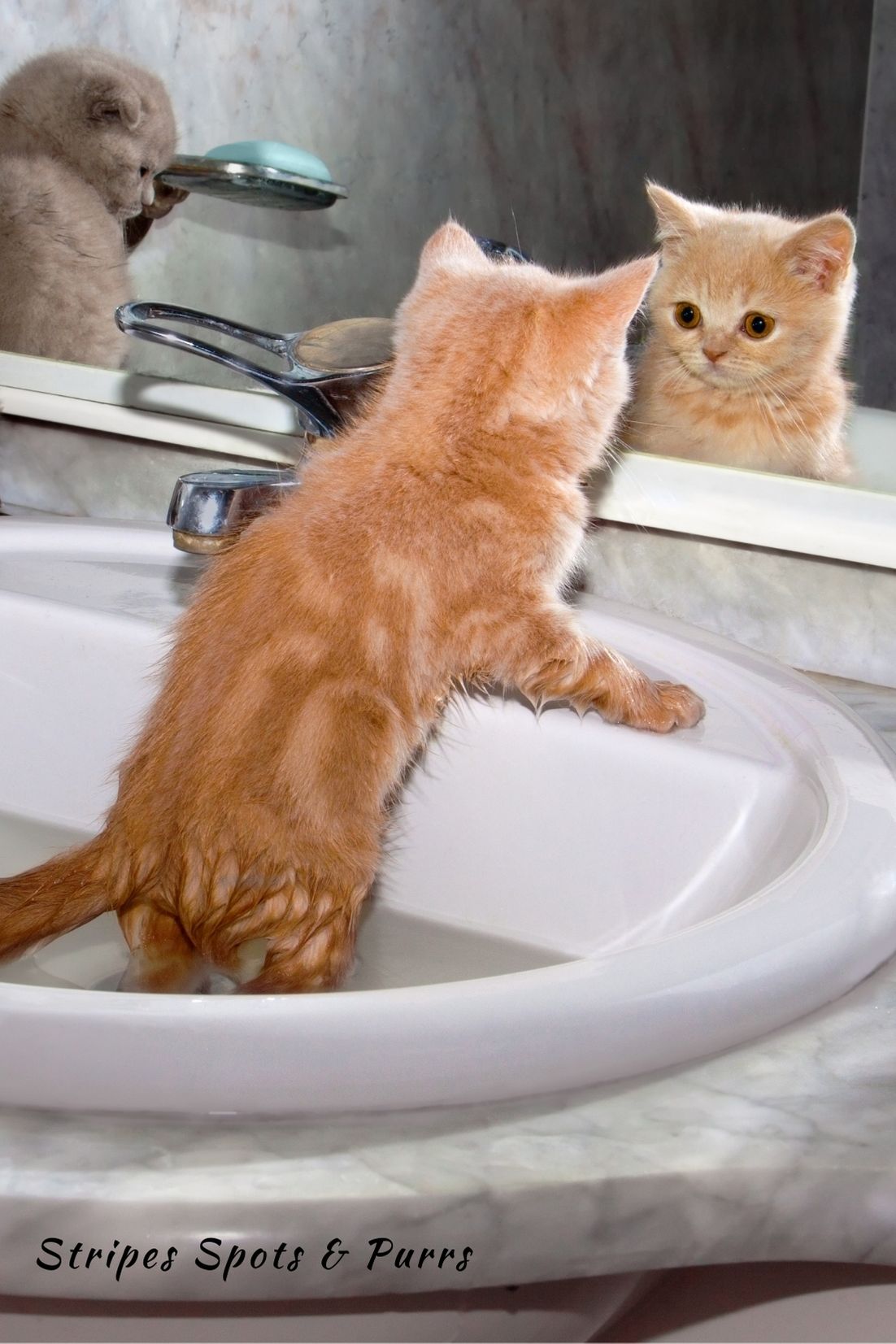 Bathing Your Cat Without Getting Scratched To Shreds Stripes Spots