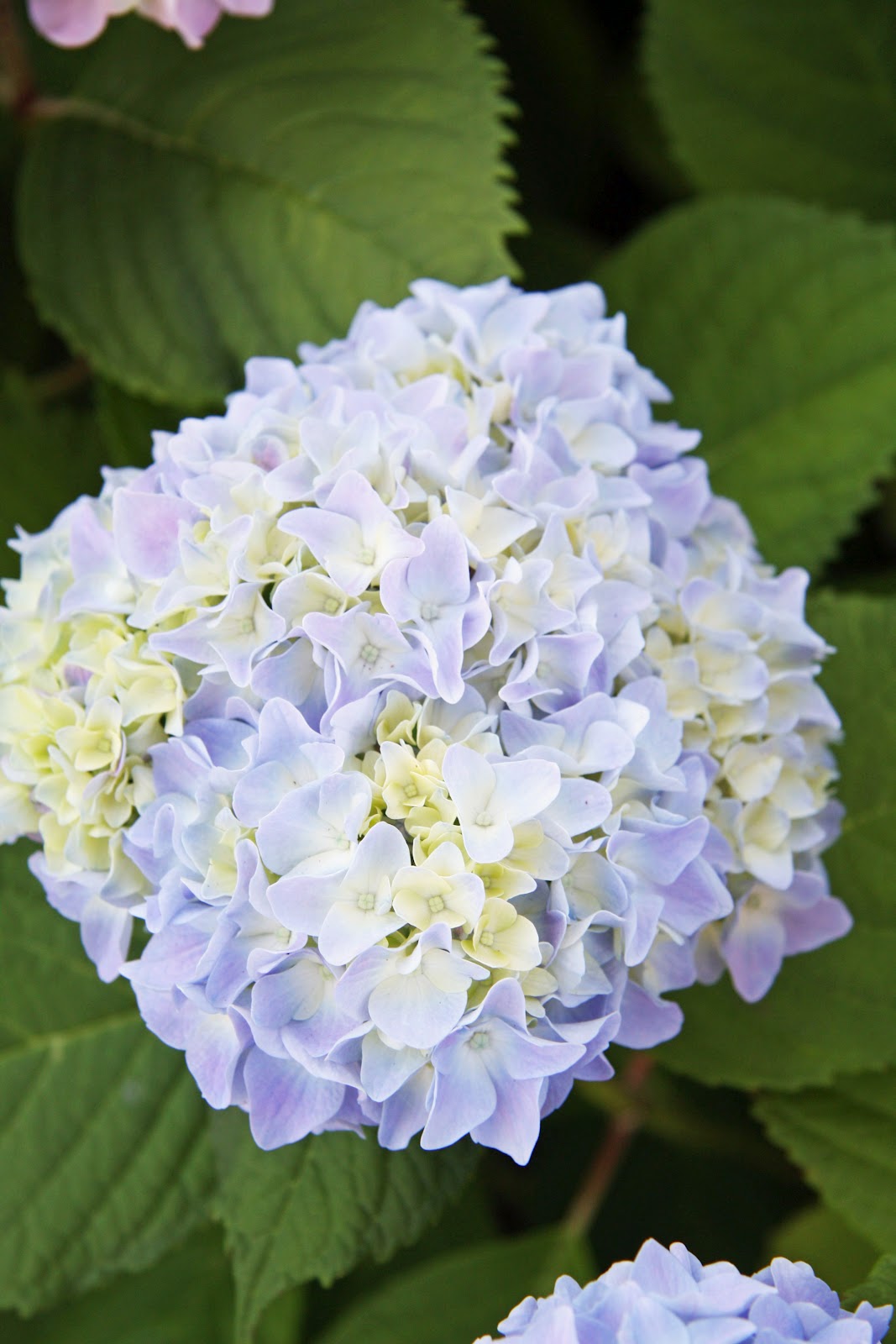 In the Fields : Hydrangeas