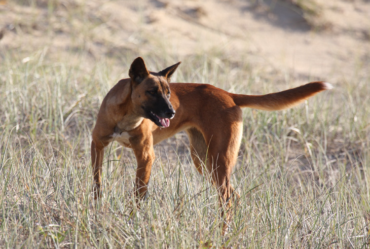 Animal Encyclopedia: Dingo