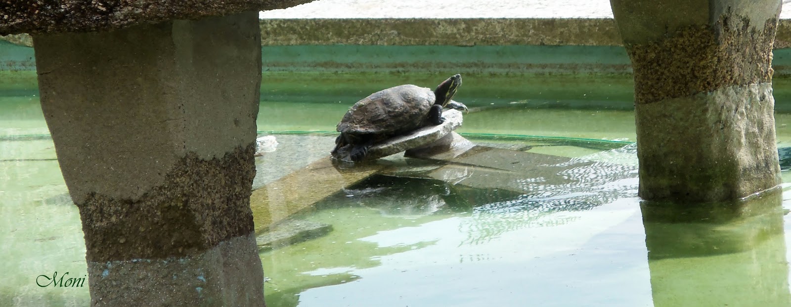 HAL, Europa y las lunas de Llós: agosto 2013