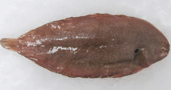 Behind the French Menu: Sole Française - Dover Sole in French Cuisine.