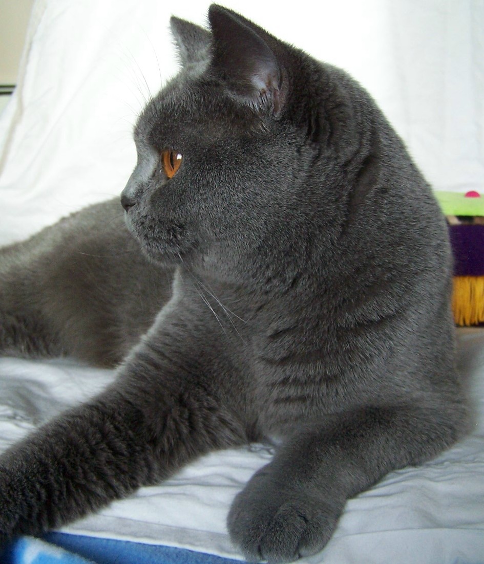 Magnacatta British Shorthair Cats