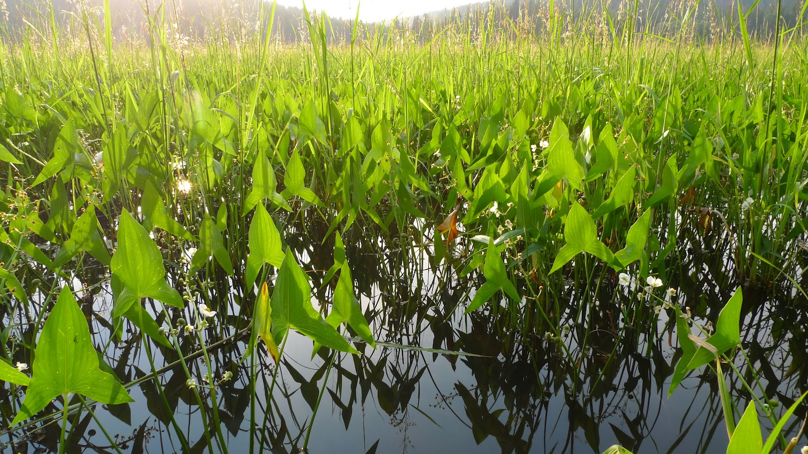 Wild Harvests: The Midwest Wild Harvest Festival, another foraging journey