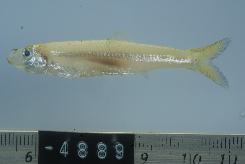 Artes de Pesca: ACTINOPTERYGII