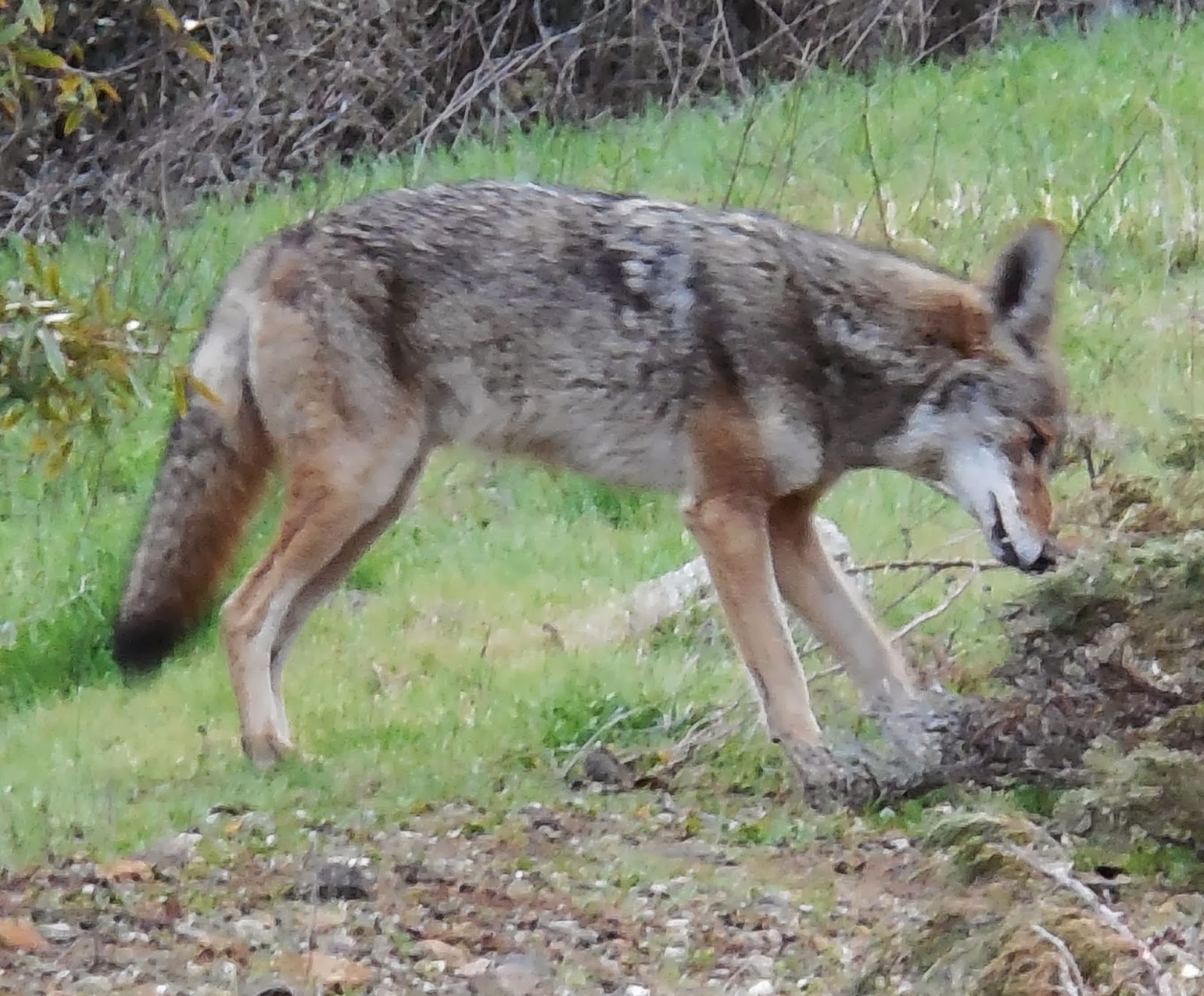 The Malibu Post: March 2014