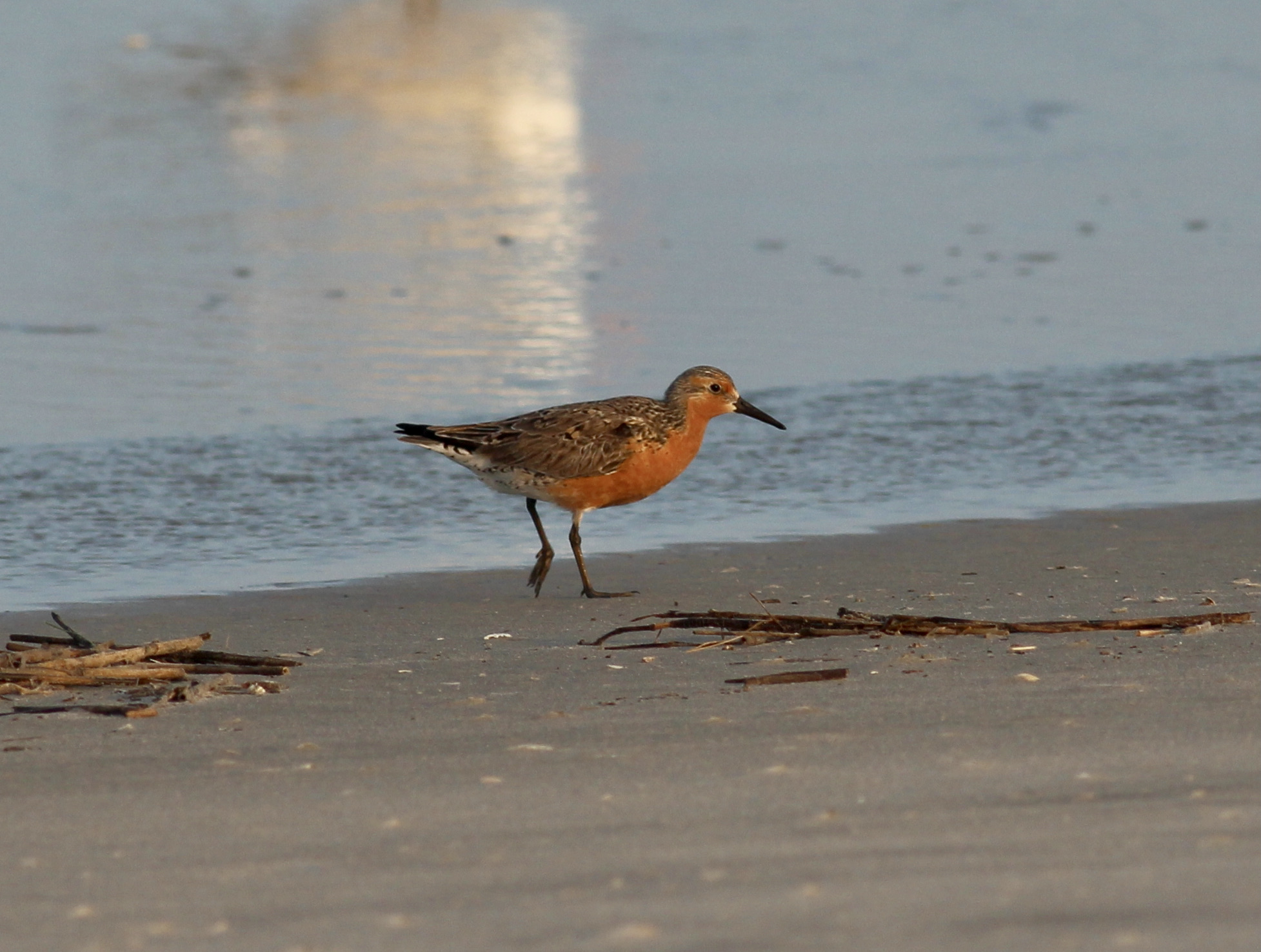 Photographicbirdlistomania: Red Knot (Calidris canutus) - 15Dec2015 ...