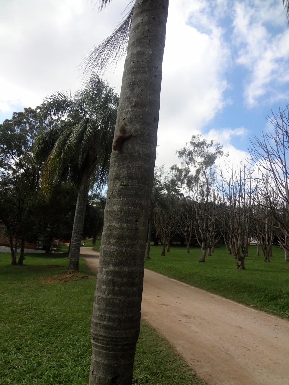 Parque do Carmo - Olavo Egydio Setúbal em São Paulo ~ Áreas Verdes das ...